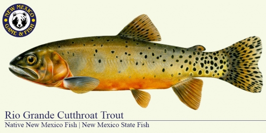 Native New Mexico Fish - NMDGF