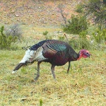 Turkey - NMDGF