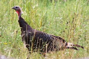 Turkey - NMDGF