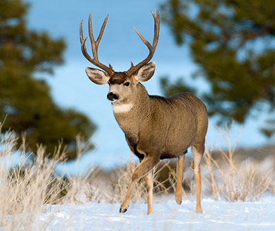 Public help sought to protect big bucks during breeding season - NMDGF