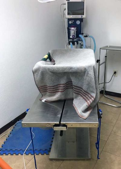Desert Willow Wildlife Rehabilitation Center in Carlsbad - NMDGF