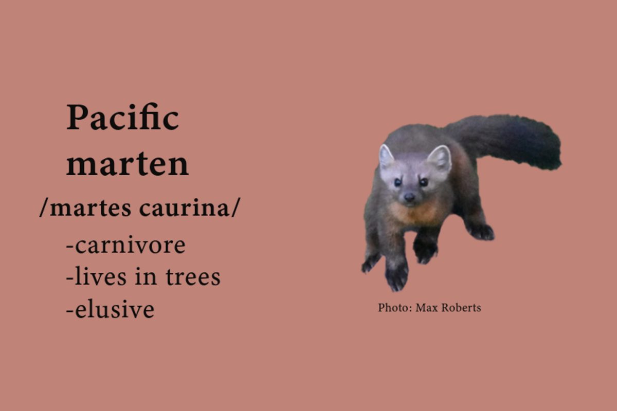 The Elusive Pacific Marten in New Mexico - NMDOW