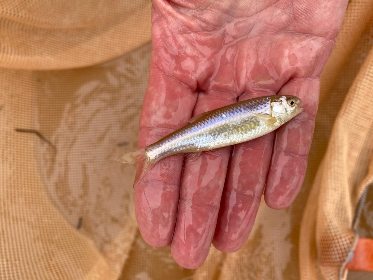 Canadian River Native Fish Conservation - NMDGF