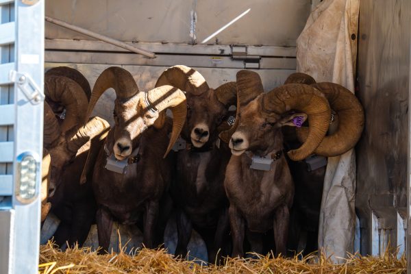 Working with Bighorn Sheep - NMDGF